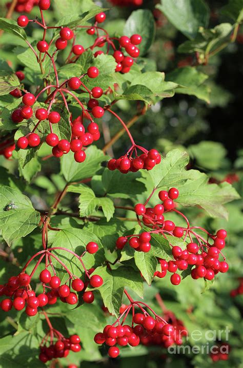 Red Viburnum Opulus Berries Photograph By Imladris Images Fine Art