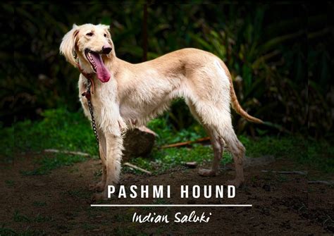 Golden Saluki