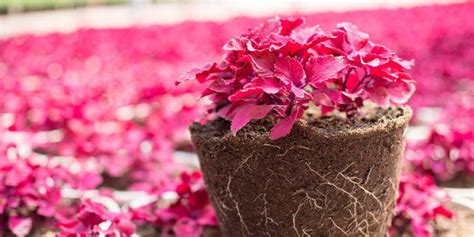 Profile® Growing Solutions