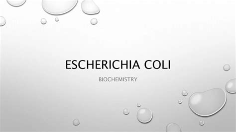 Escherichia Coli E Coli Pptx