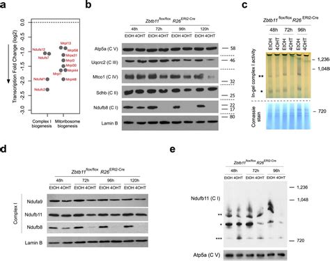 Total Oxphos Rodent Wb Antibody Cocktail Abcam Bioz