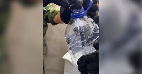 Toshkentda Uyning Ichiga Kirib Olgan Ilon Zararsizlantirildi Zaminuz