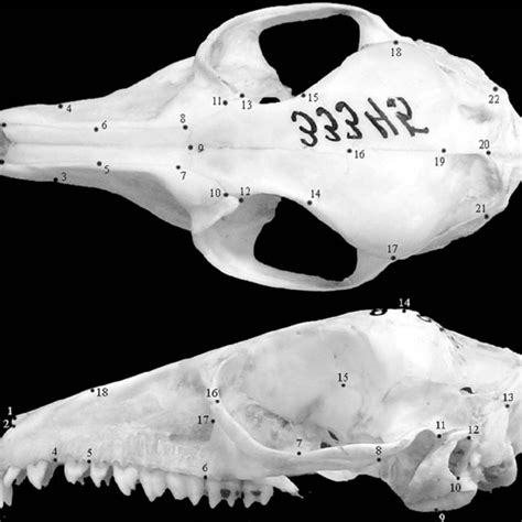 Box Plots Of Centroid Size Of Both Dorsal And Lateral Sides Of The