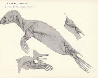 Seal Muscle Reference Drawn Muscle Reference For Seals It Goes Into
