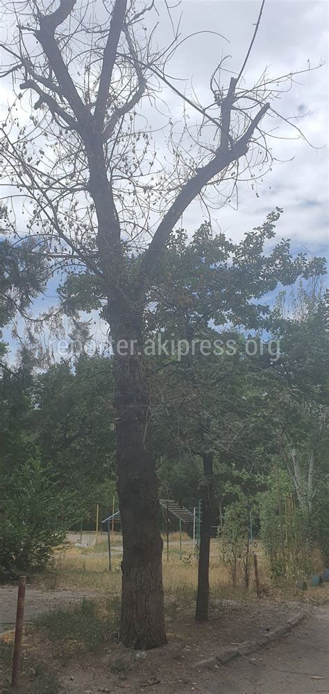 Во дворе дома по Турусбекова гнилое дерево может упасть на жителей. Фото