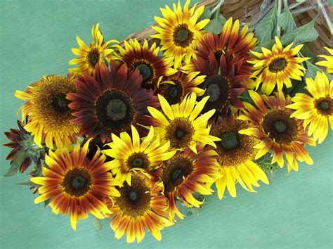 Royal Flush Ornamental Sunflowers Renees Garden