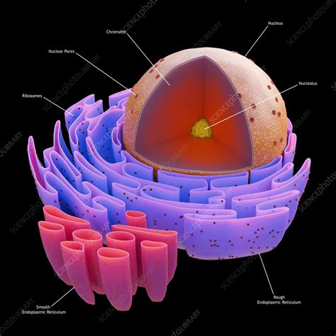 Structure Of Cell Nucleus Stock Image F0447299 Science Photo Library