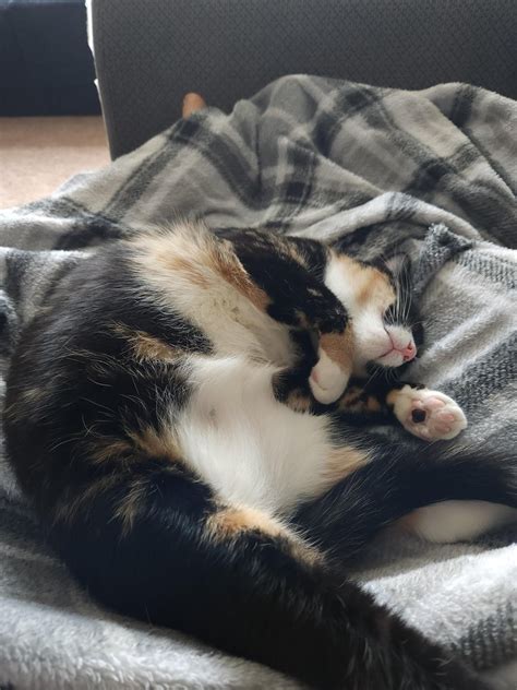 Good Morning From Ruby Roo R Tuxetortico