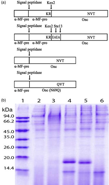 Expression Of Onconase Under The Direction Of Different Secretion