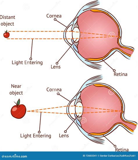Normal Vision Eyeball Structure Medicine Vector Illustration