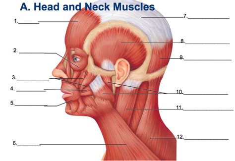Anatomy And Physiology Chapter 6b Diagram 3 Part 1 Diagram Quizlet