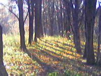 Discover 92 Liminal Forest And Liminal Space Forest Ideas Liminal