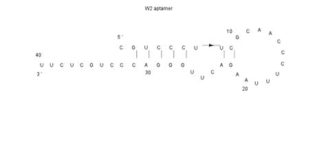 Complement Component 5 Aptamer