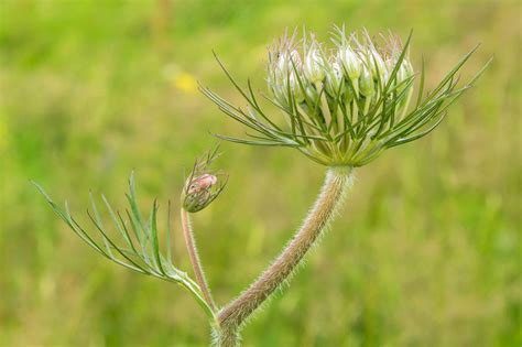 Divlja Mrkva Daucus Carota Ssp Carota Plantea