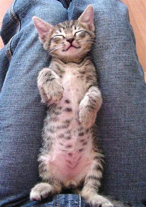 Kittens Snooze On Their Back Love Meow