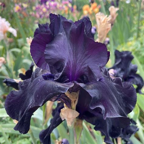 Bearded Iris Black Suited Fall Flower Bulbs Eden Brothers