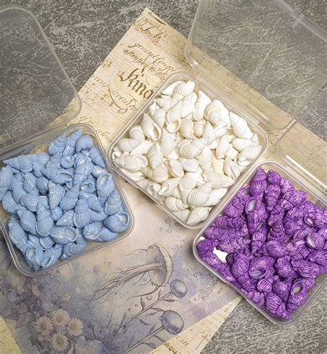 Three Color Small Conch Evajunkjournal