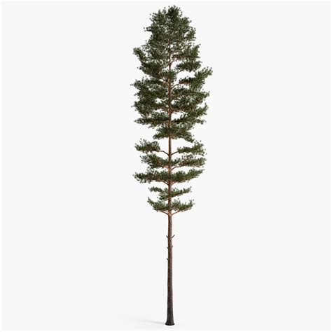 Scots Pine 06 3d Model 24 Max Obj Fbx Free3d