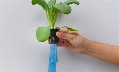 Wick System Hydroponics Best Guide And Top Advantages