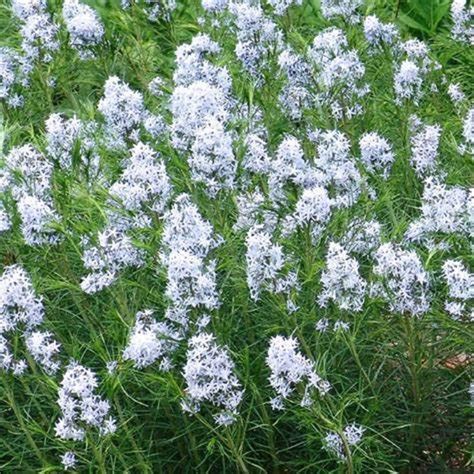 Chuxay Garden 5 Semillas Amsonia Hubrichtii Semillas Narrowleaf