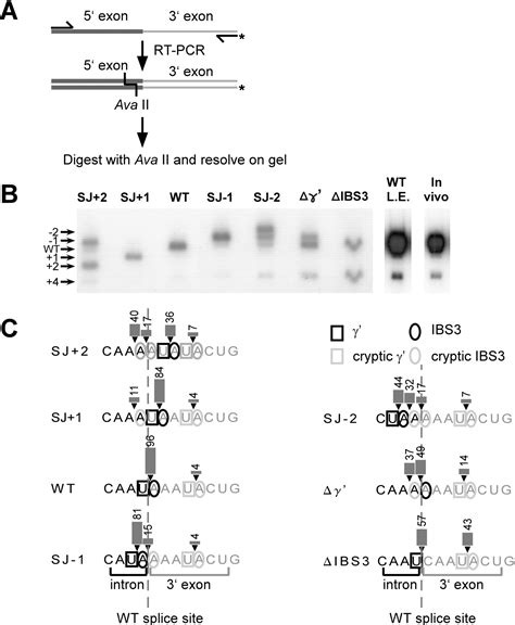 principles of 3′ splice site selection and alternative splicing for an