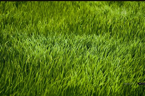 Grass Wallpapers Wallpaper Cave
