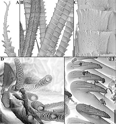 Figure 3 In Four New Species Of Polycirrus Grube 1850 Polychaeta