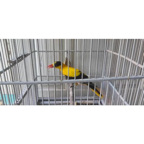 Jual Kepodang Emas Sumbawa Shopee Indonesia