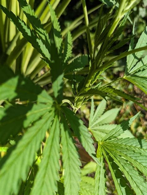 Preflower Phase Help With The Sex Near Secondary Shoot Growth Routdoorgrowing