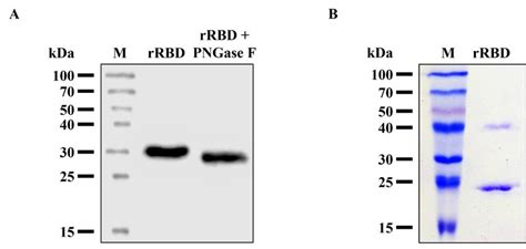 Maldi Tof Ms Analysis Of Purified Rrbd Download Scientific Diagram
