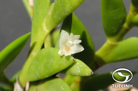 Dendrobium Acinaciformeroxb Kim Thoa Hoàng Thảo