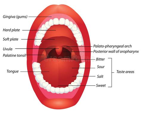 Mouth Anatomy Stock Vector Illustration Of Human Healthy 24267570