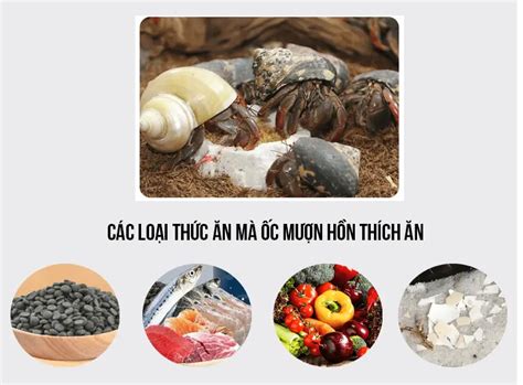 Top 4 Loại Thức ăn Cho ốc Mượn Hồn Giàu Dinh Dưỡng King Bio