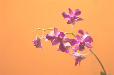 무료 이미지 자 꽃잎 꽃 무늬의 주황색 식물학 담홍색 플로라 야생화 꽃들 삽화 화분 오르간 매크로 사진