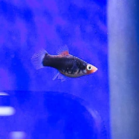 Black Platy Tropical Livebearer Fish For Sale At Shirley Aquatics Uk