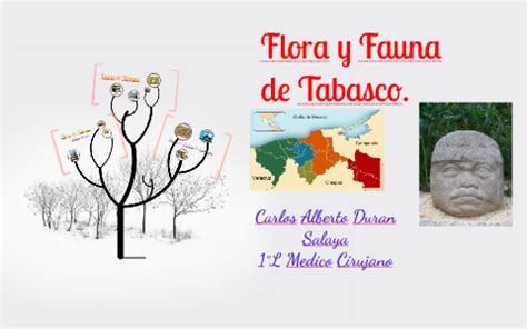 Flora Y Fauna De Tabasco By Carlos Alberto Duran Salaya On Prezi