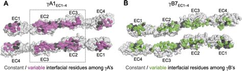 Figures And Data In γ Protocadherin Structural Diversity And Functional Implications Elife