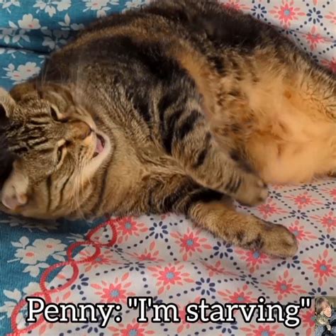 Penny Starving 😂😂 ️ Funny Penny Cat Facebook