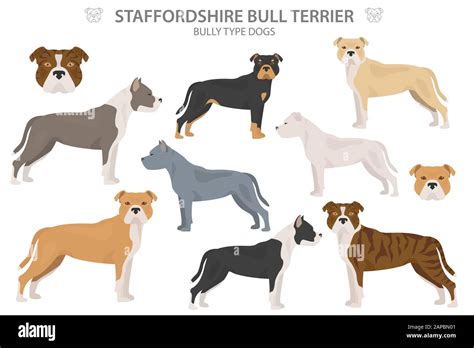 Perros Staffordshire Bull Terrier