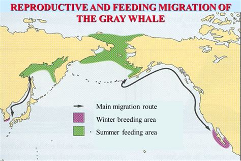 Gray Whale Migration Adopt A Dolphin