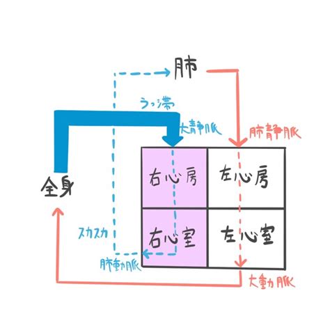 右心不全と左心不全の症状を分かりやすくイラストで説明 ゴローの解剖生理学勉強法