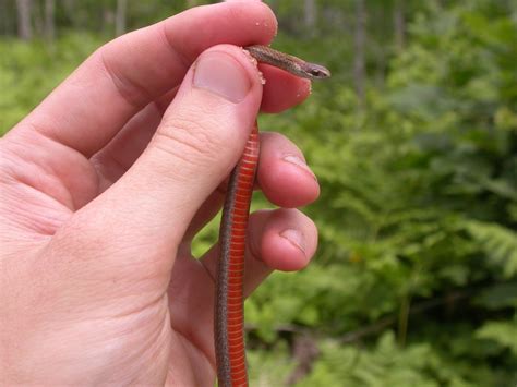 Red Bellied Snake From Vilas County Wi Usa On August 8 2008 By Funky