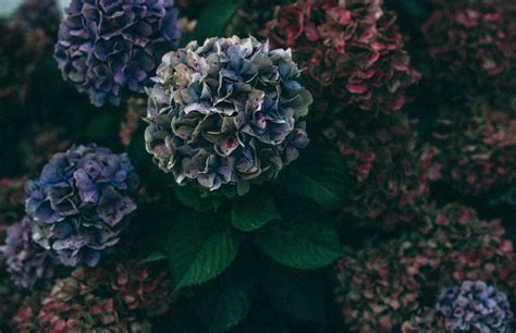 Pruning Hydrangeas When And How To Cut Back Different Varieties Sage