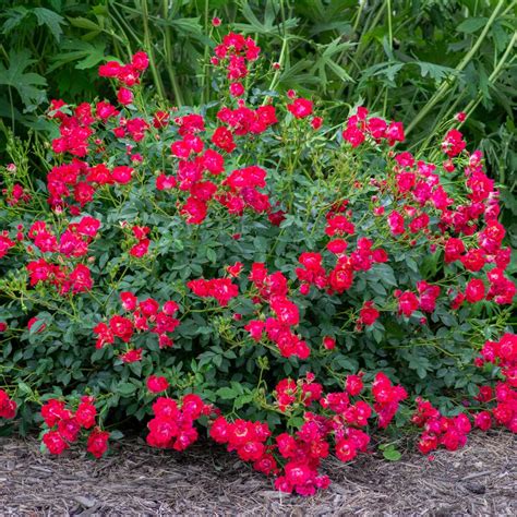 Red Drift Roses For Sale