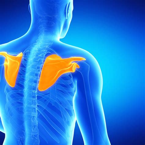Anatomy Of Shoulder Blade Spine Scapula Anatomie Fewam