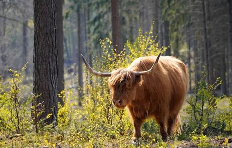 מזל שור עם מזל סרטן התאמה לפי מזלות ערוץ 2000