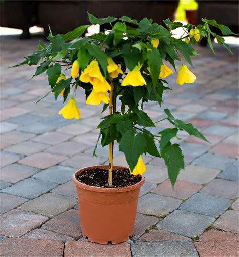 Abutilon Flowering Maple Jenis Tanaman Hias Plants Flowers
