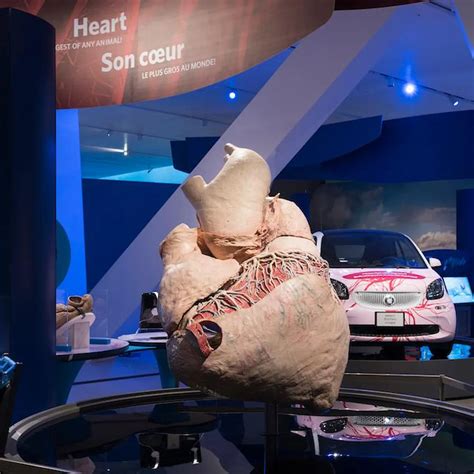 Blue Whale Heart Comparison