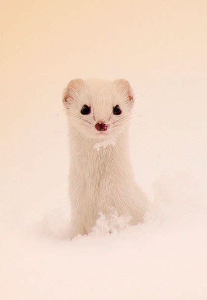 Märkmik Nirk Pilgrim