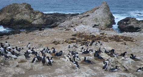 The Farallon Islands Aerial Drop Rat Poison Project Goodnature Usa